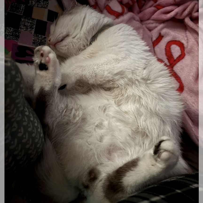 Сиамский котёнок