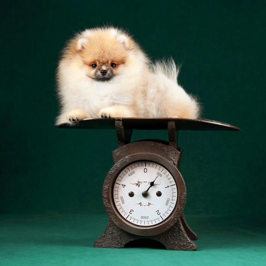 Померанский шпиц медвежьего типа мальчик 3,5 мес