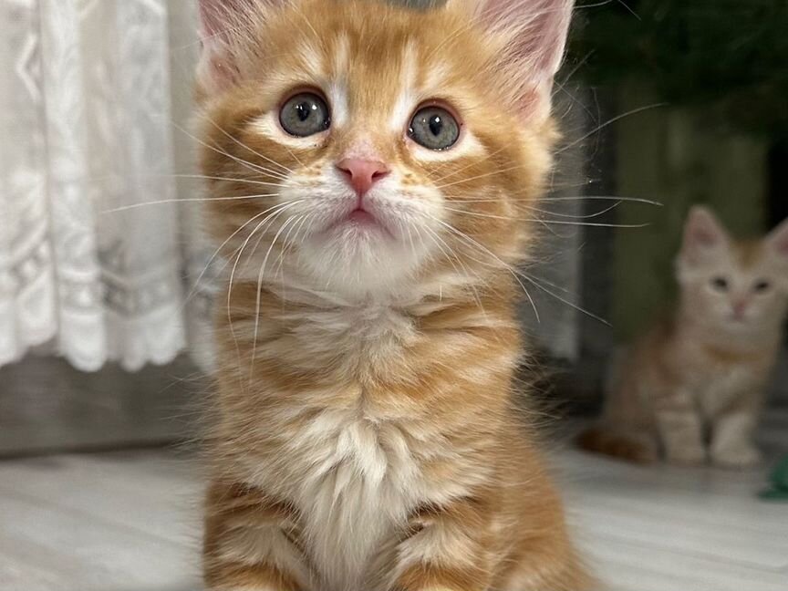 Котята мейн-кун
