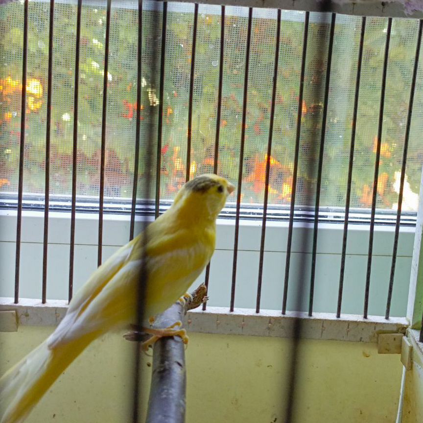 Кенара и канарейки