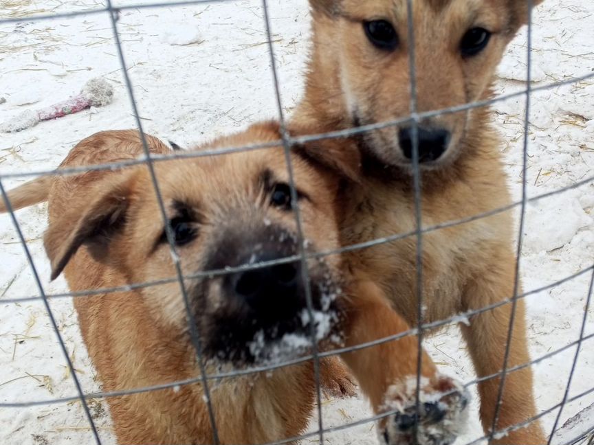 Собака в добрые руки отдам бесплатно щенки