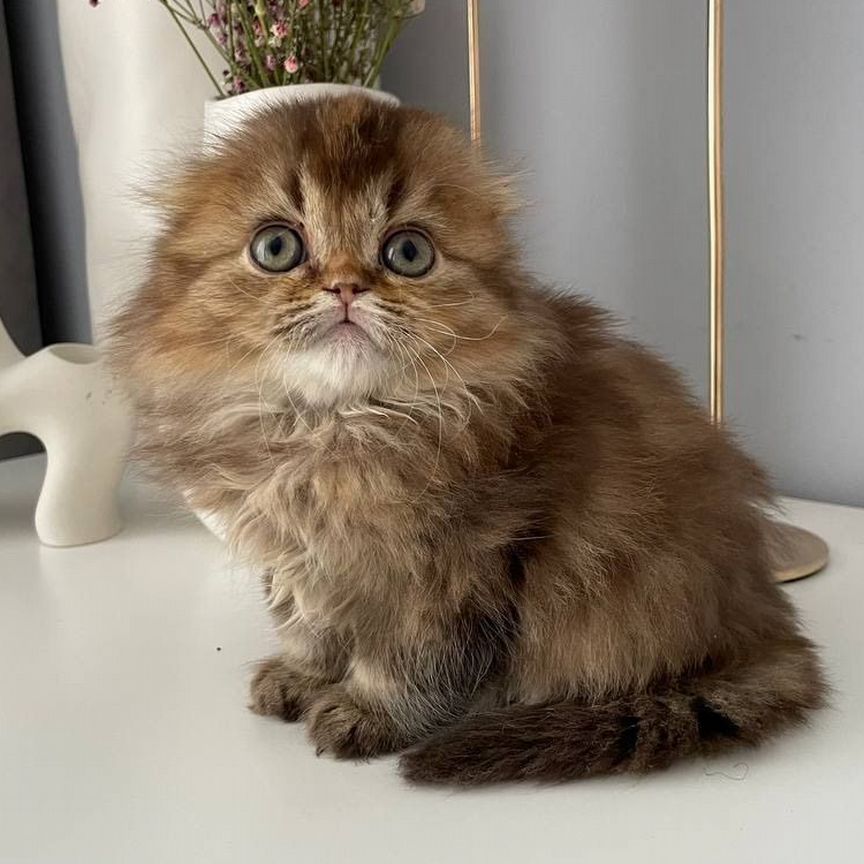 Шотландские котята