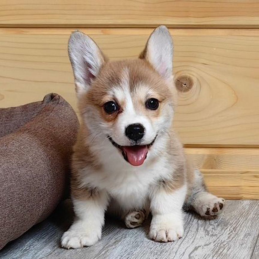 Вельш Корги Пемброк. Девочка и мальчик