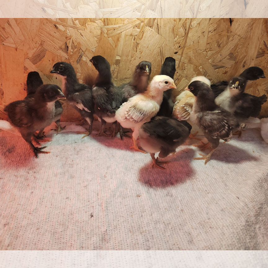 Цыплята несушки