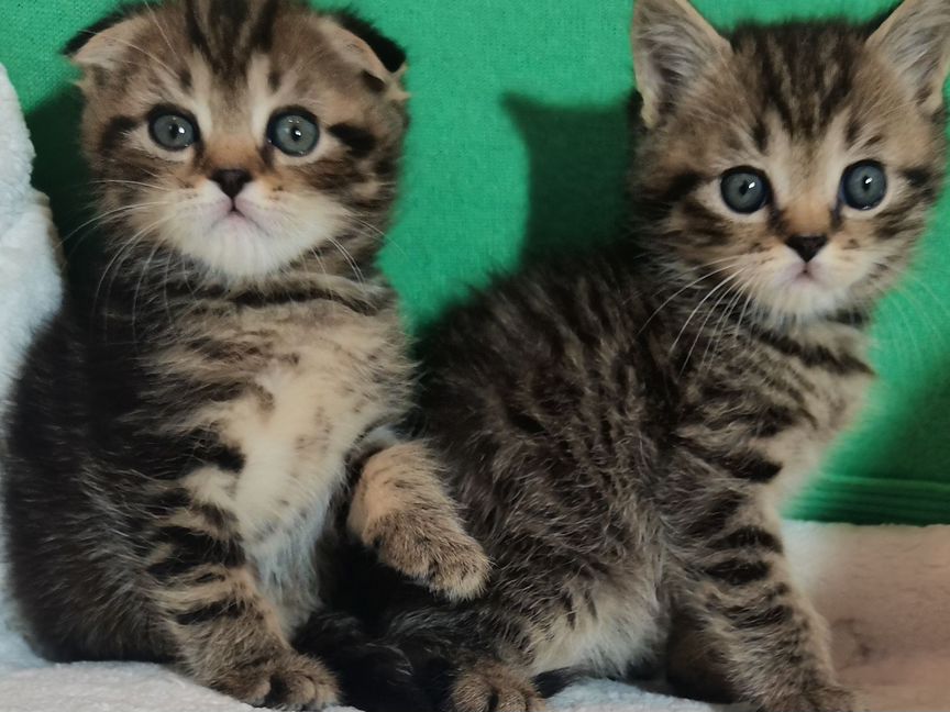 Скоттиш фолд и прямоузий