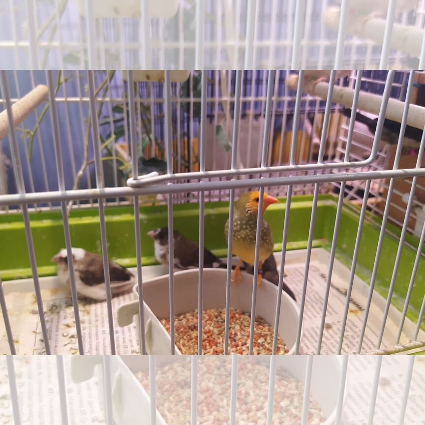 Японские амадины молодёжь