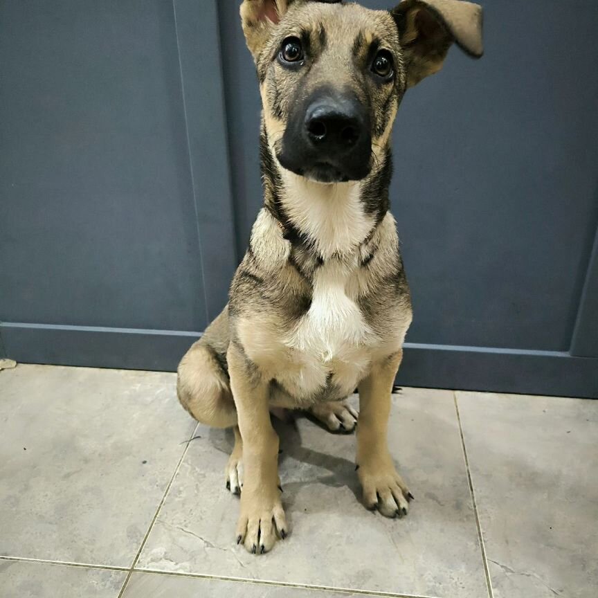 Щенок мальчик, 3 мес