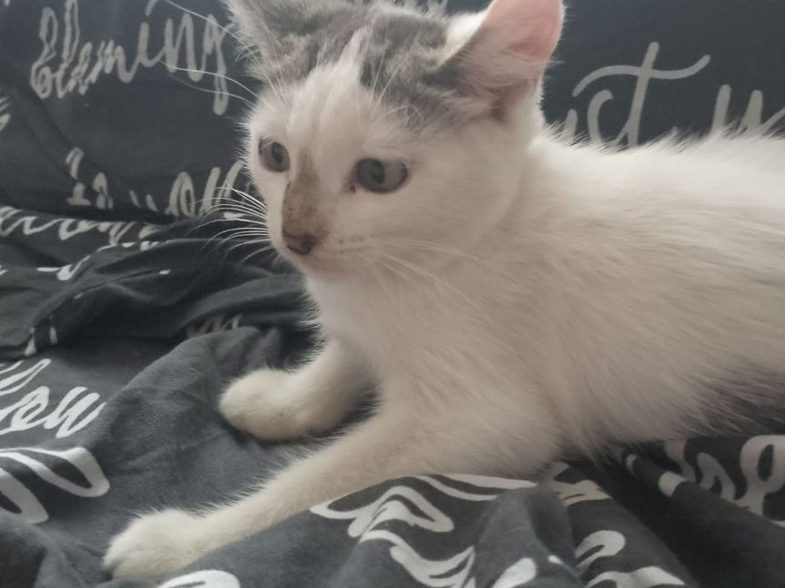 Котëнок