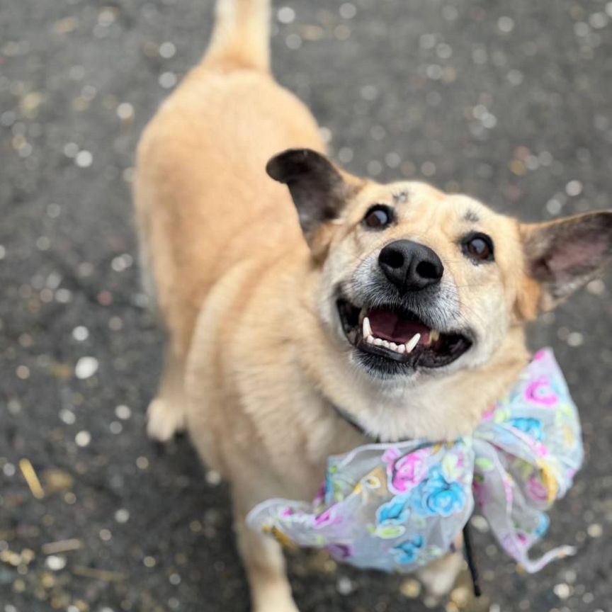 Взрослая собака в добрые руки