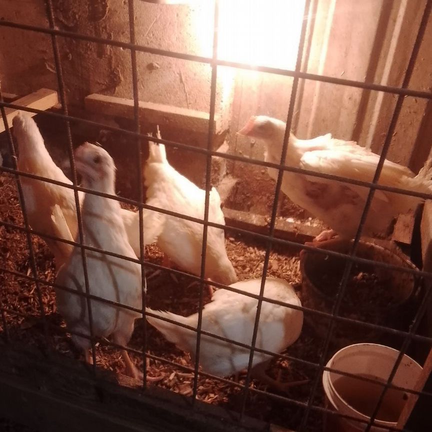 Куры несушки