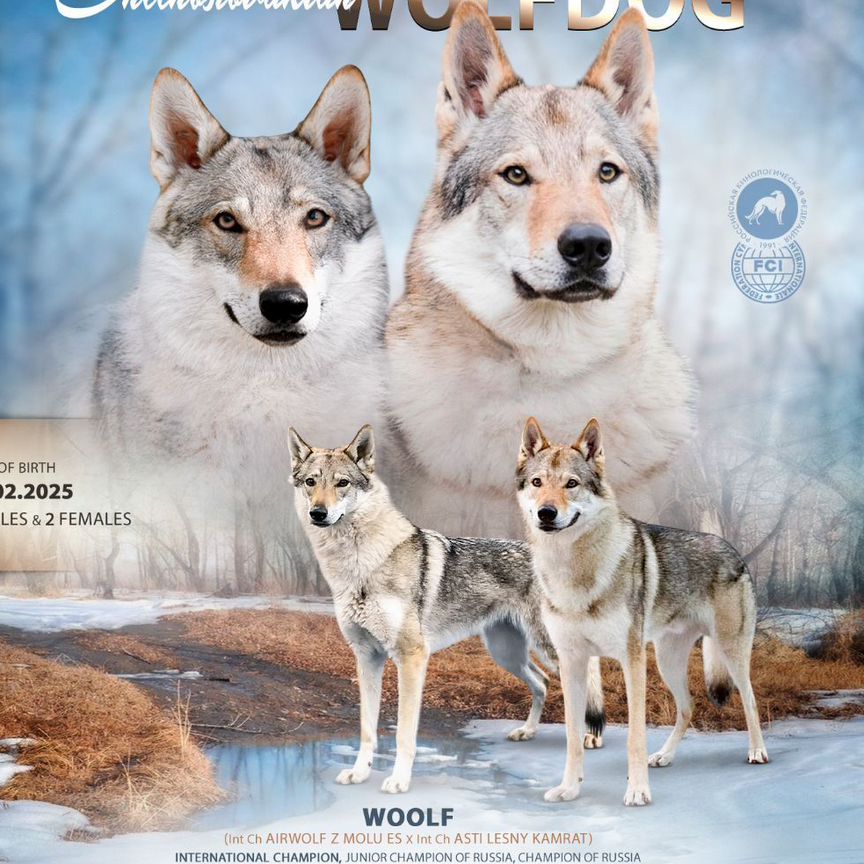 Щенки Чехословацкой волчьей собаки