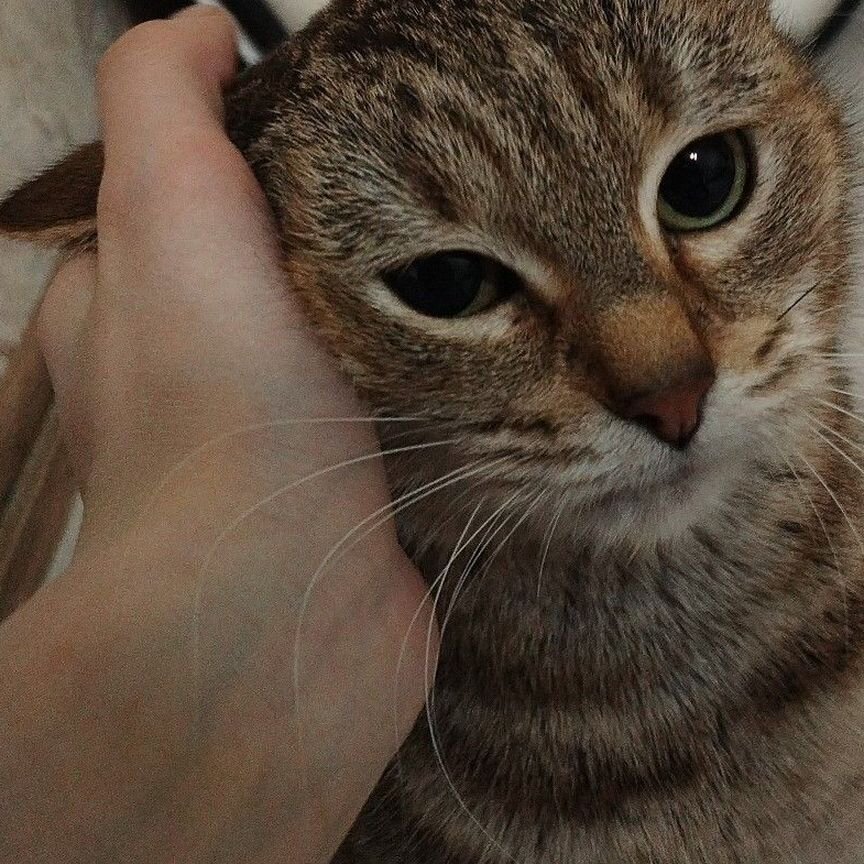 Кошки в добрые руки