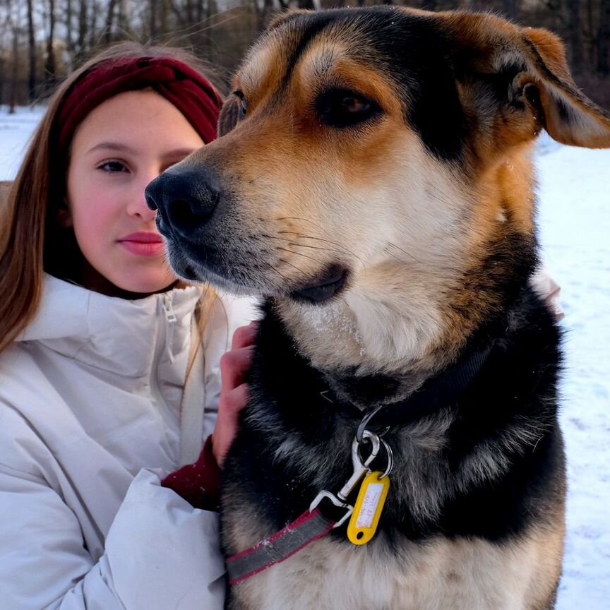 Взрослая собака в добрые руки