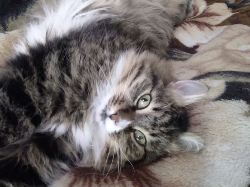 Кот Толик