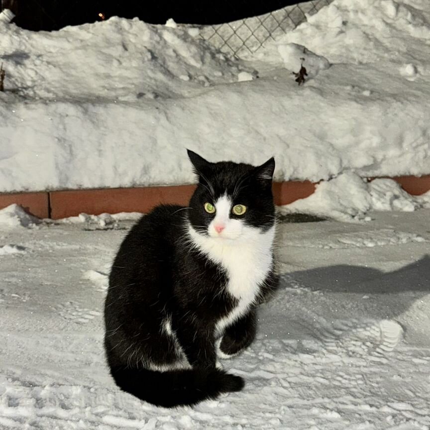 2 котенка, девочки