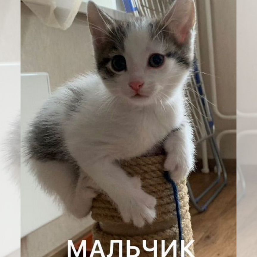 Котёнок в добрые руки