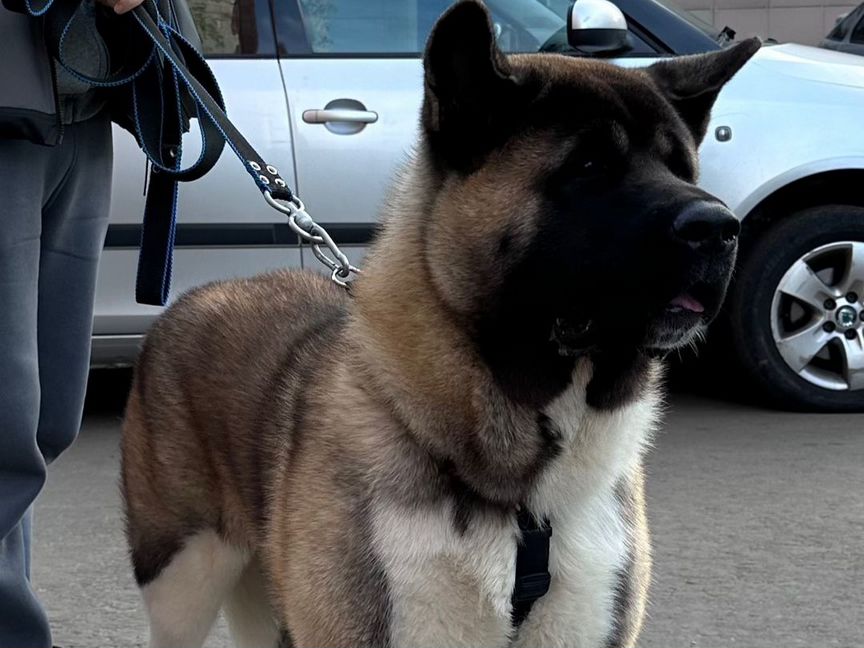 Акита американская кобель щенок