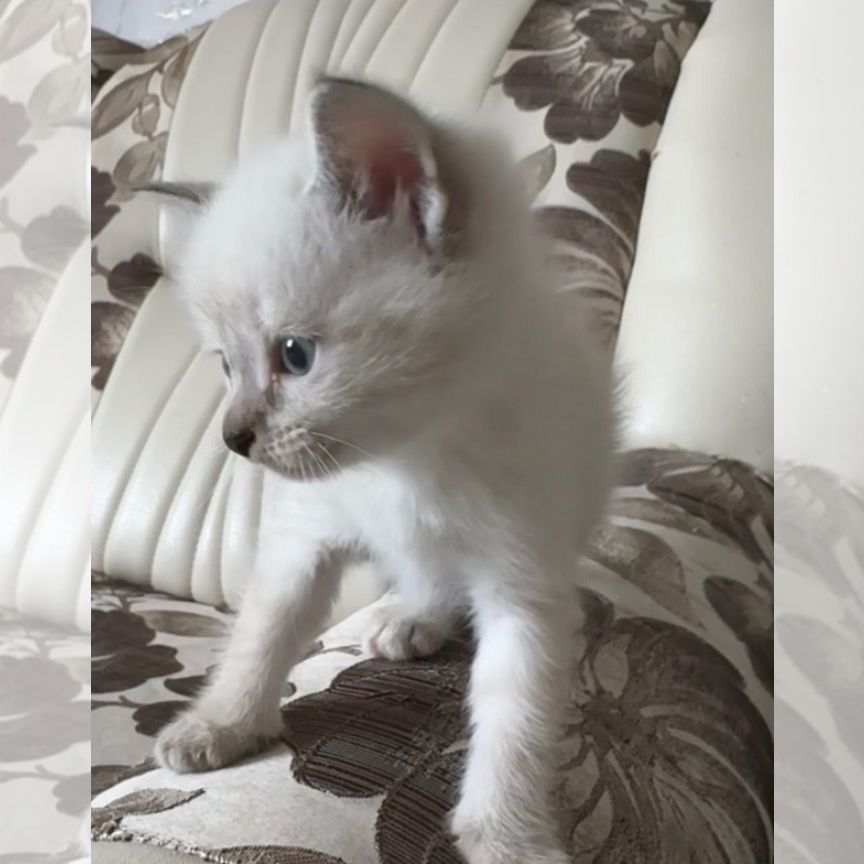 Сиамский котёнок
