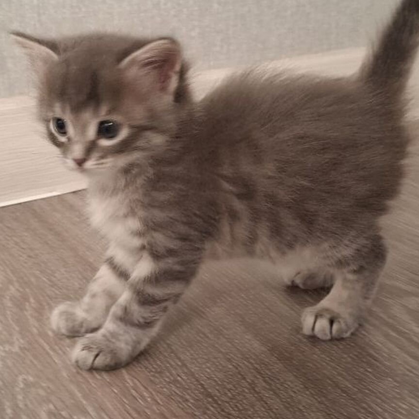 Котята смесь с бенгало