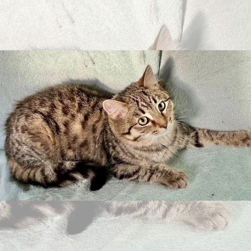 Котёнок от частного владельца