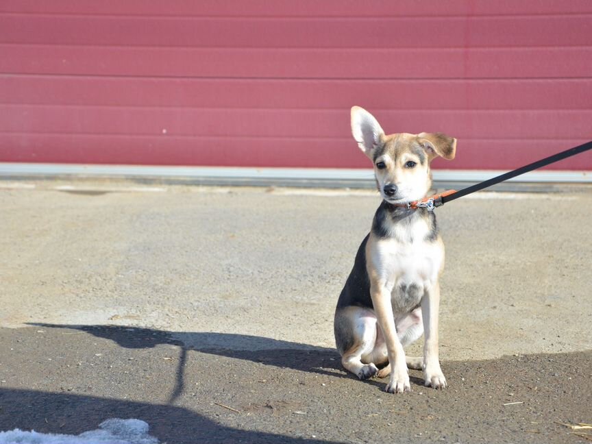Собака всем собакам собака в квартиру