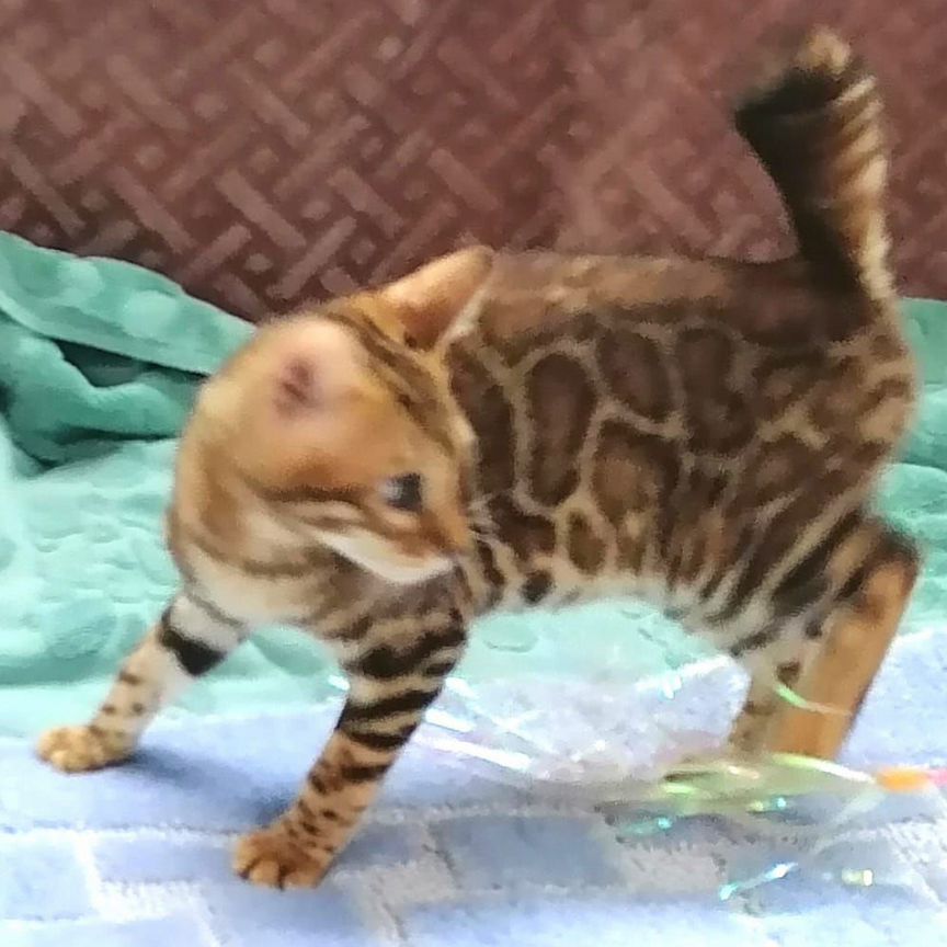 Рыжий котенок