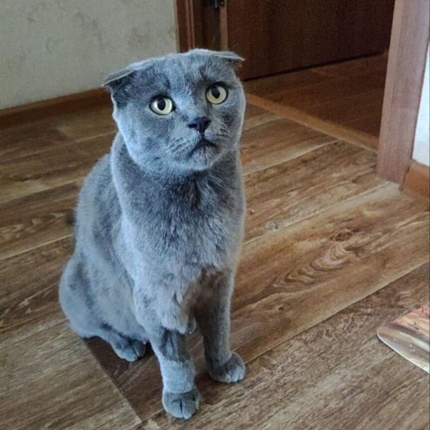 Бетти в добрые руки