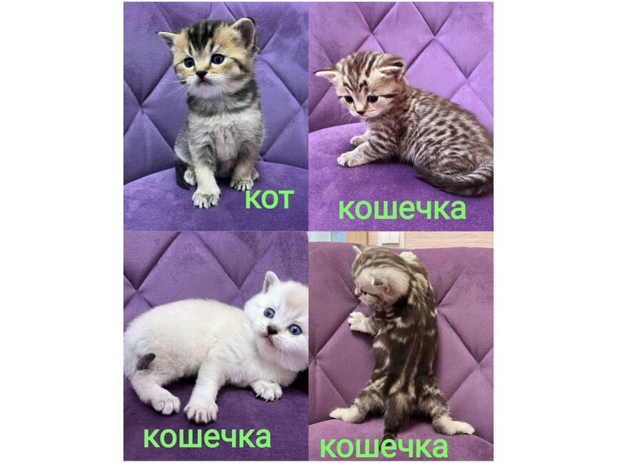 Чистокровные шотландские котята
