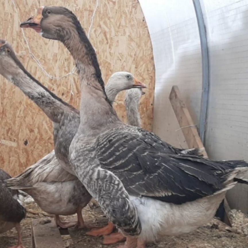 Яйцо мускусной утки, яйцо гусей