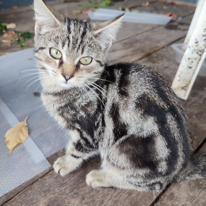 Котята в добрые руки бесплатно