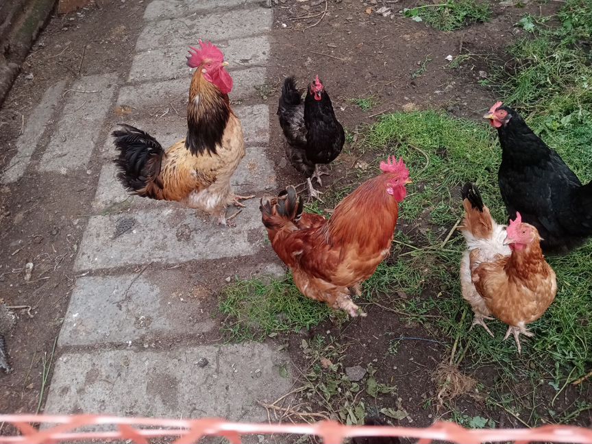 Куры несушки 5шт,петухов 3шт породы брама