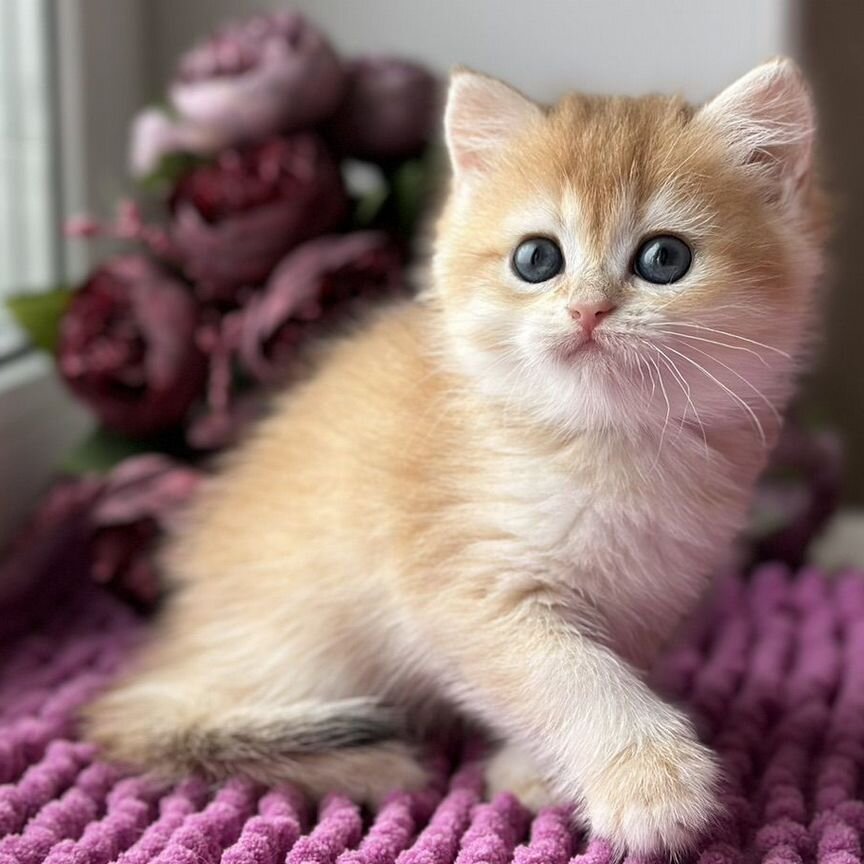 Шикарная яркая кошка золотая шиншилла ny12