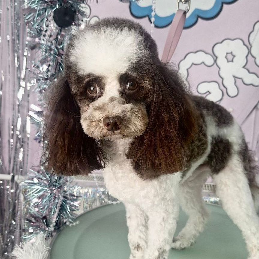 Пудель, взрослый пёс