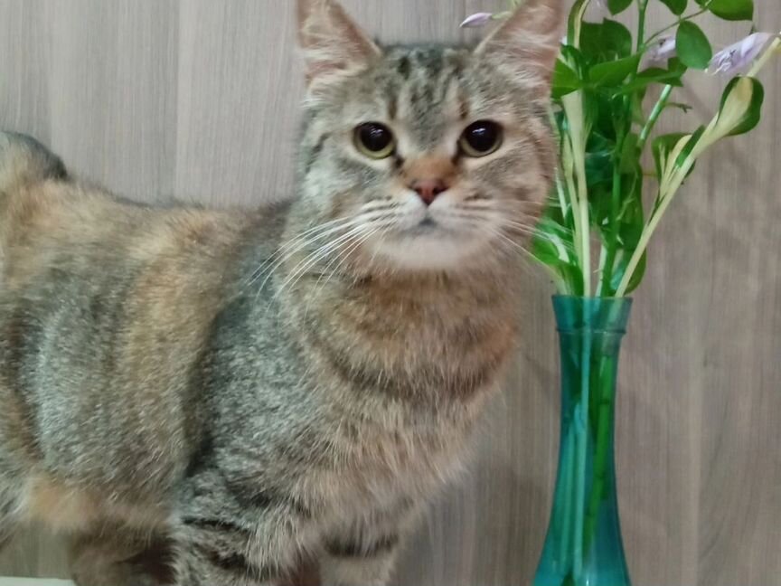 Кошечка Моня