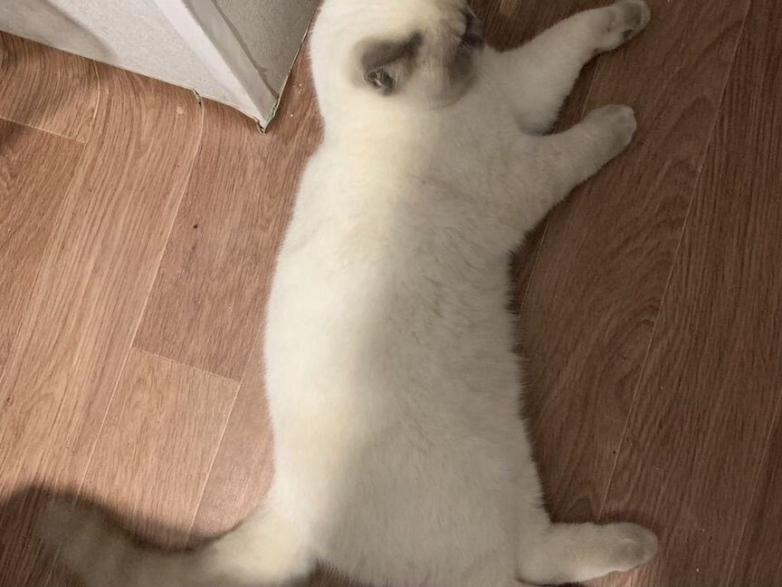 Шотландская вислоухая кошка белая