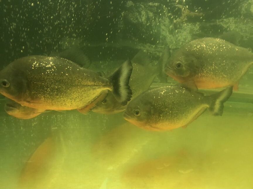 Пираньи Наттерера