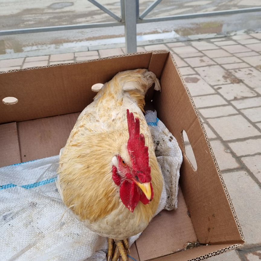 Петух 7 мес 3.5 кг