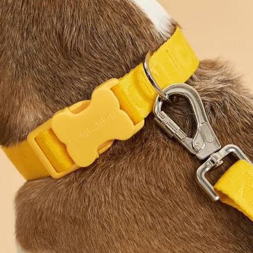 Поводок для собак 5 м Companion Dogs