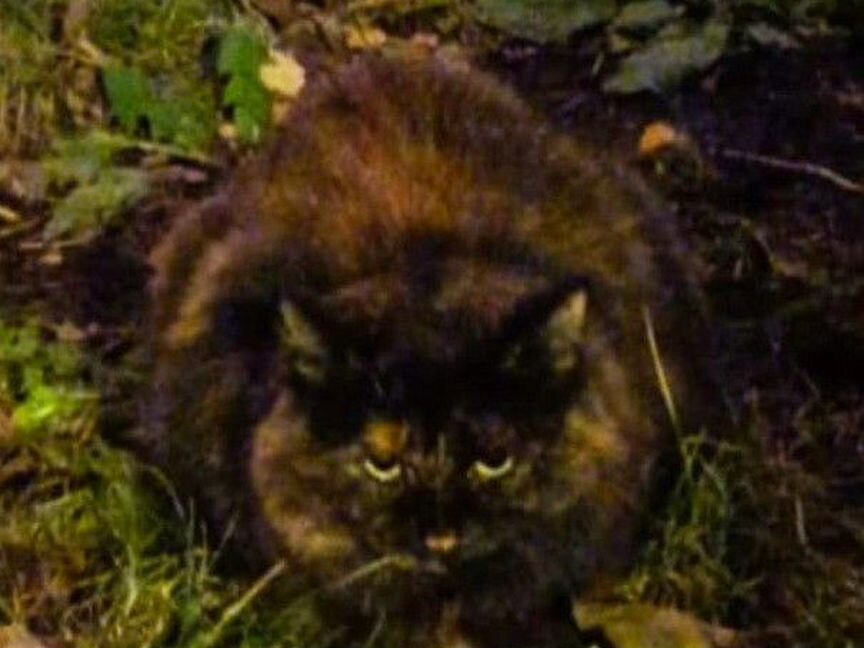 Пестрая красавица живет в коробке на стройке