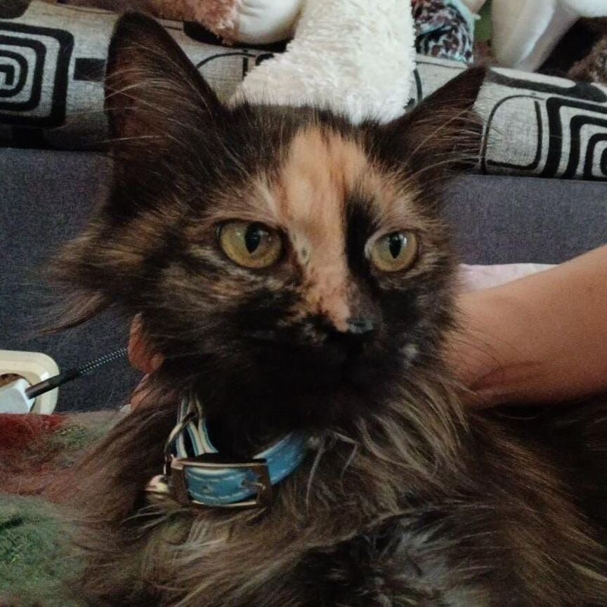 Кошки в добрые руки не дайте ей умереть