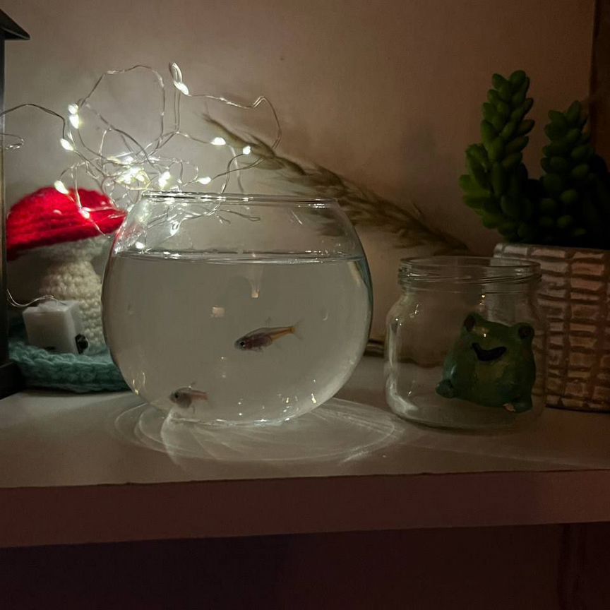 Отдам рыбок неон голубой