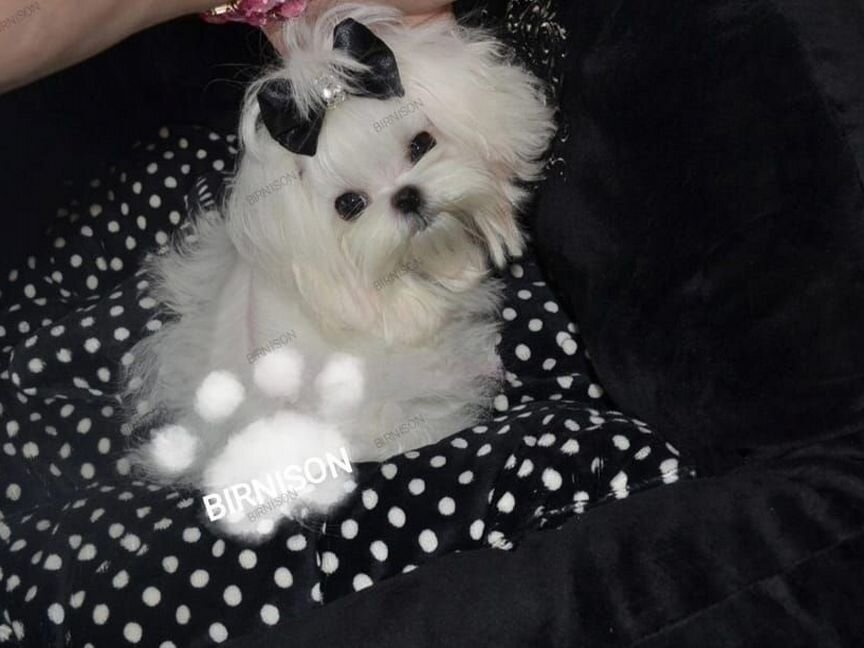 Мальтезе микро Вязка