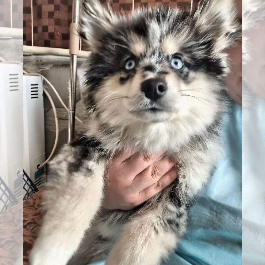 Помски, щенок