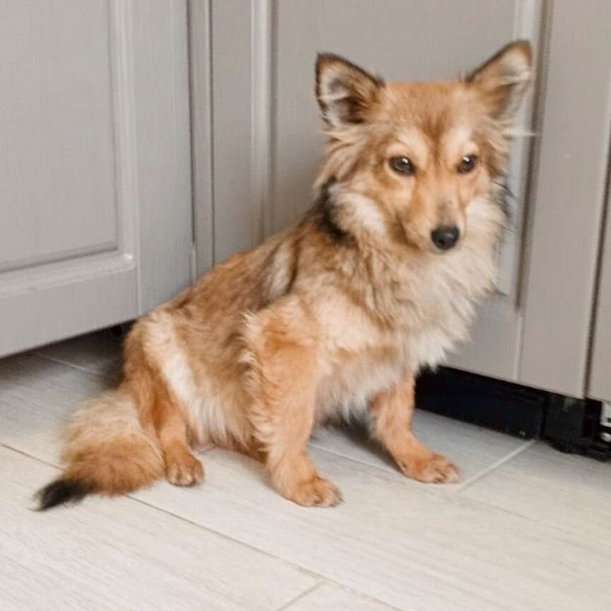 Собака в добрые руки