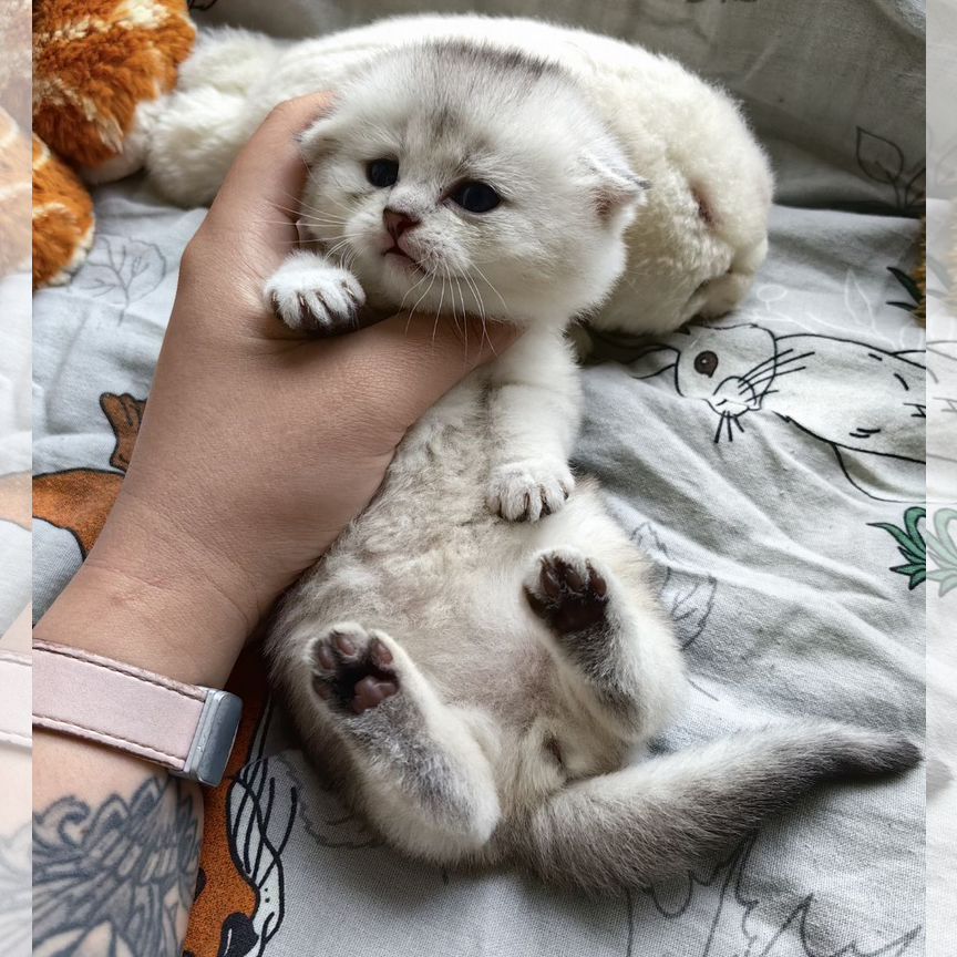Шотландский вислоухий короткошёрстный котёнок