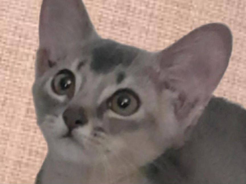 Котик Абиссинский котята