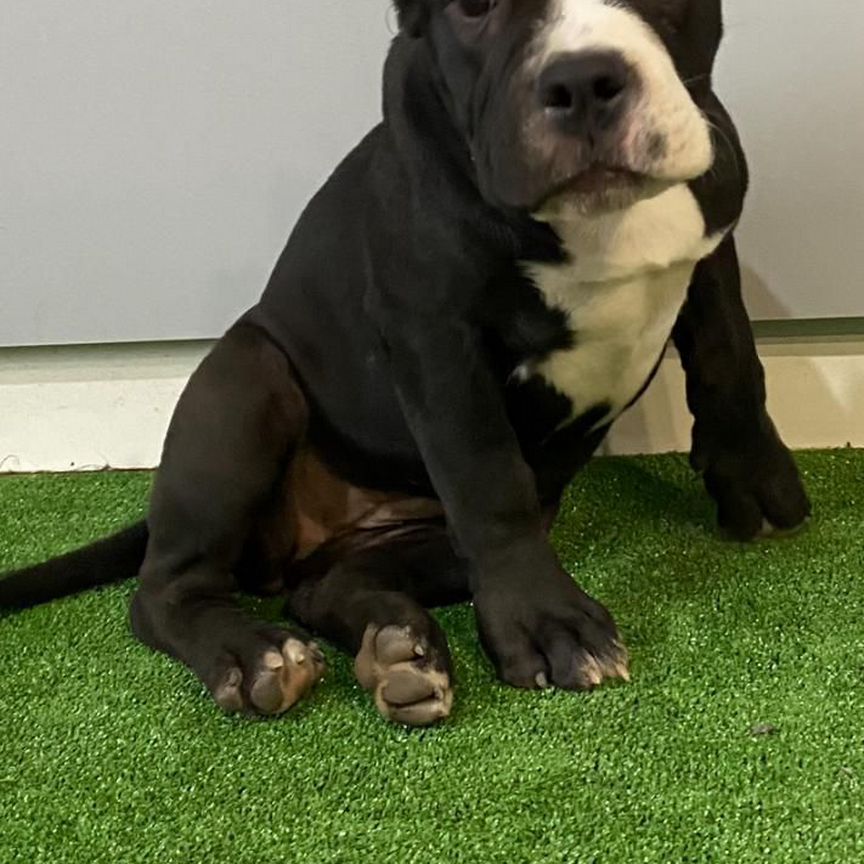 Стаффордширский терьер