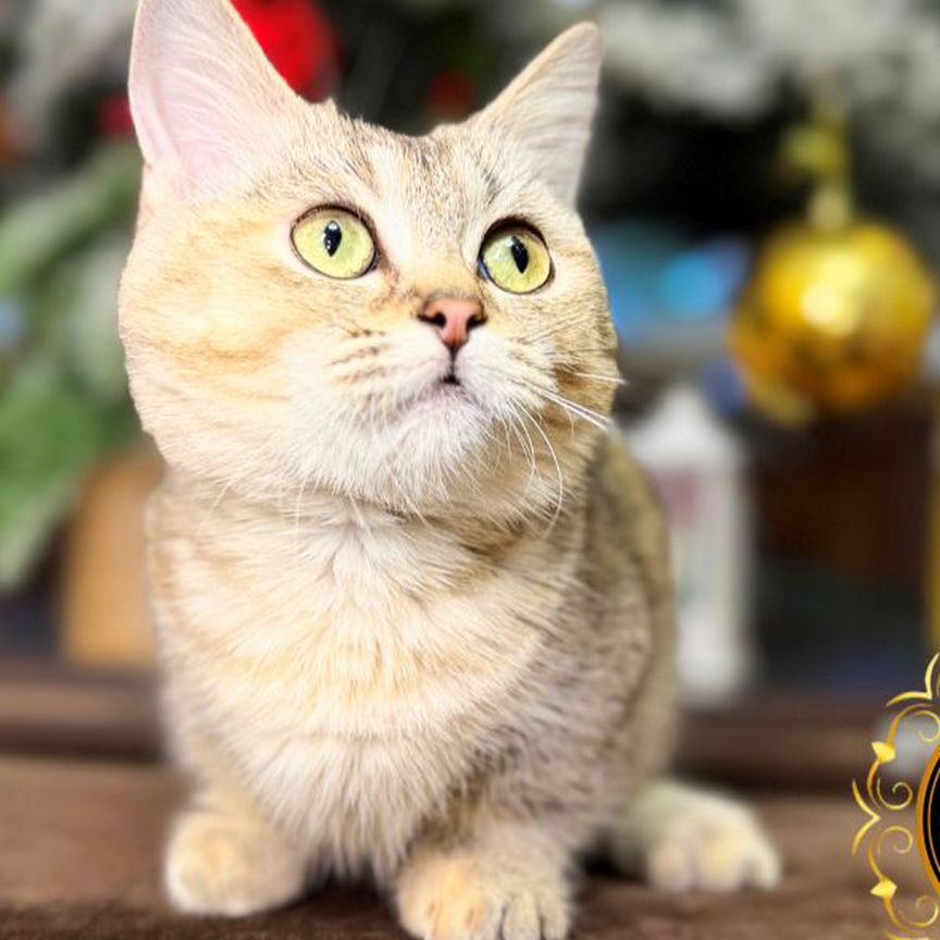 Манчкин котёнок