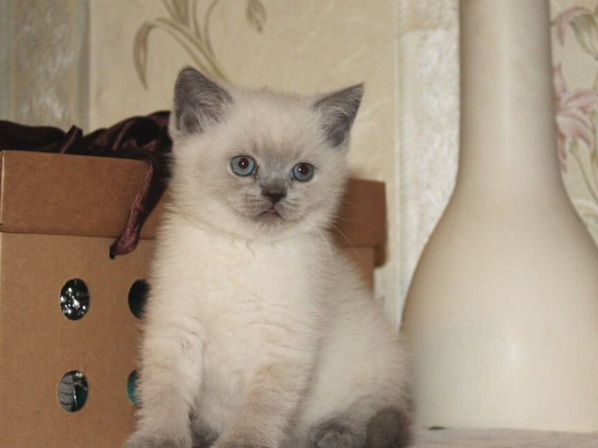 Плюшевые детки