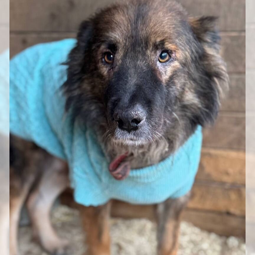 Взрослая собака в добрые руки